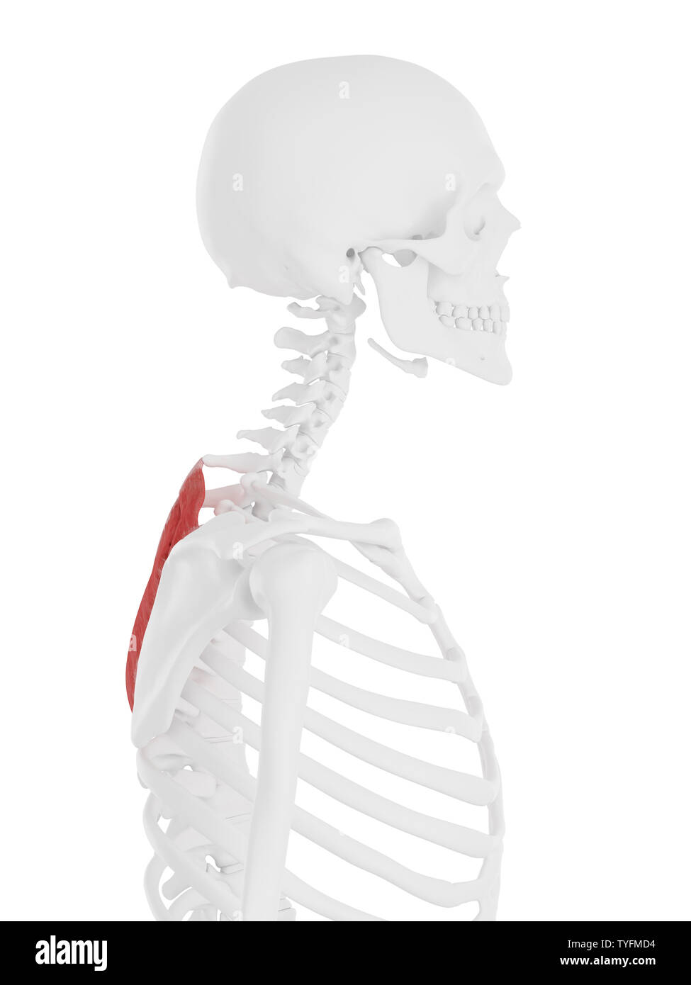 3d rendered medically accurate illustration of the Rhomboid Muscles ...