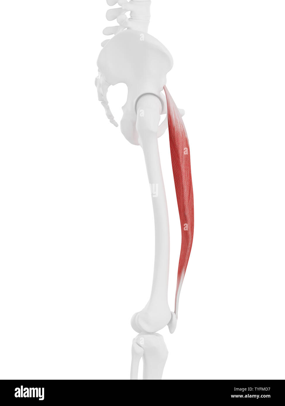 3d rendered medically accurate illustration of the Rectus Femoris Stock ...