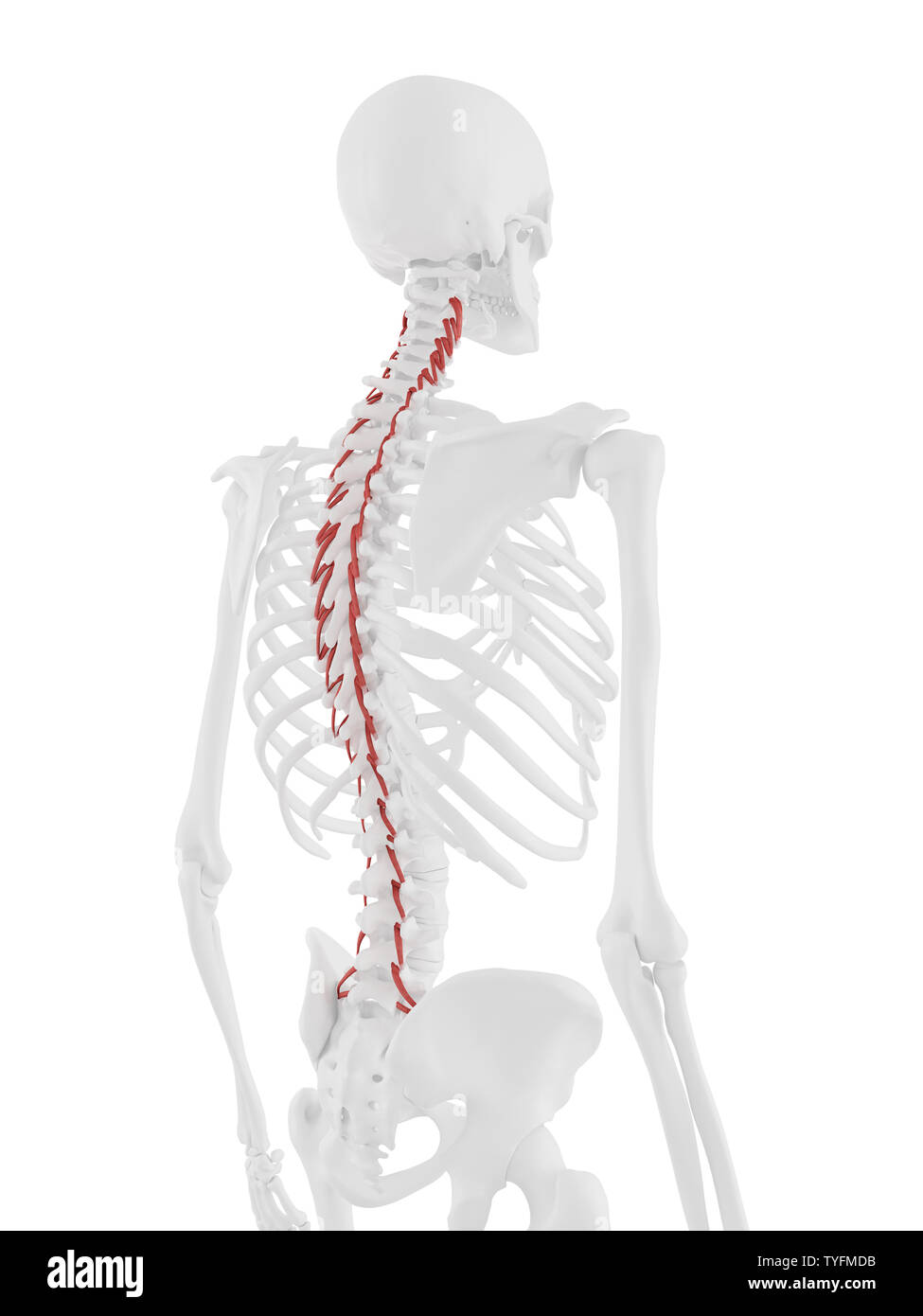 3d rendered medically accurate illustration of the Rotatores Stock ...