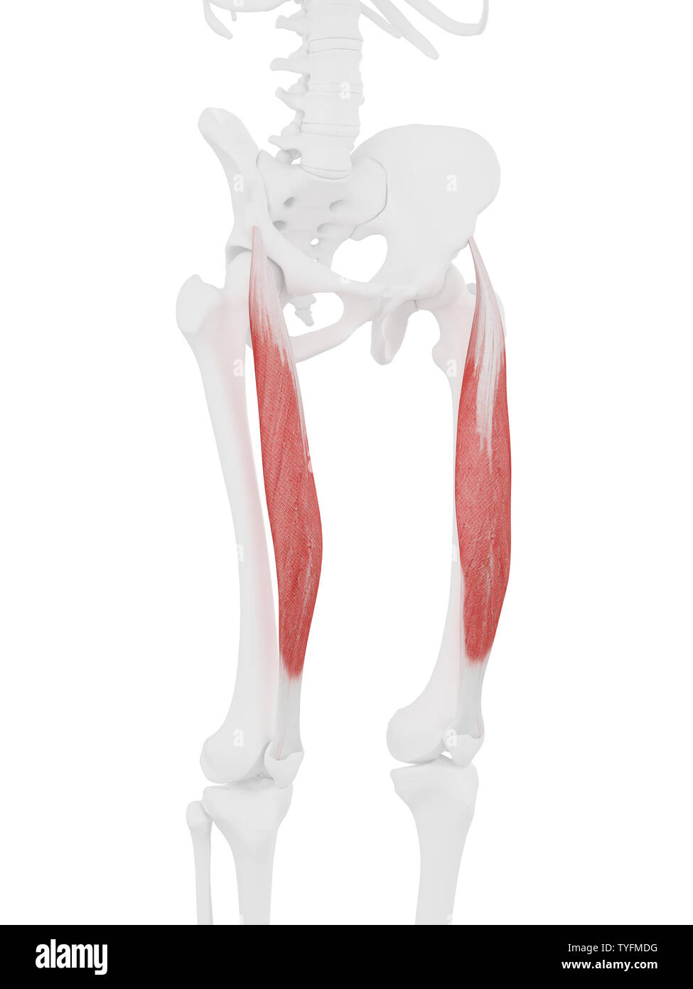 3d rendered medically accurate illustration of the Rectus Femoris Stock ...