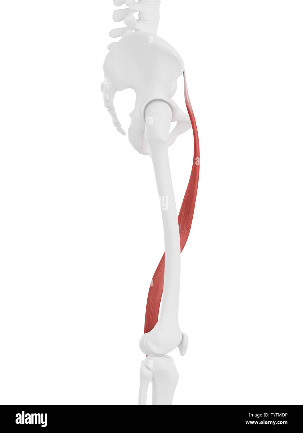 Sartorius Muscle High Resolution Stock Photography and Images - Alamy