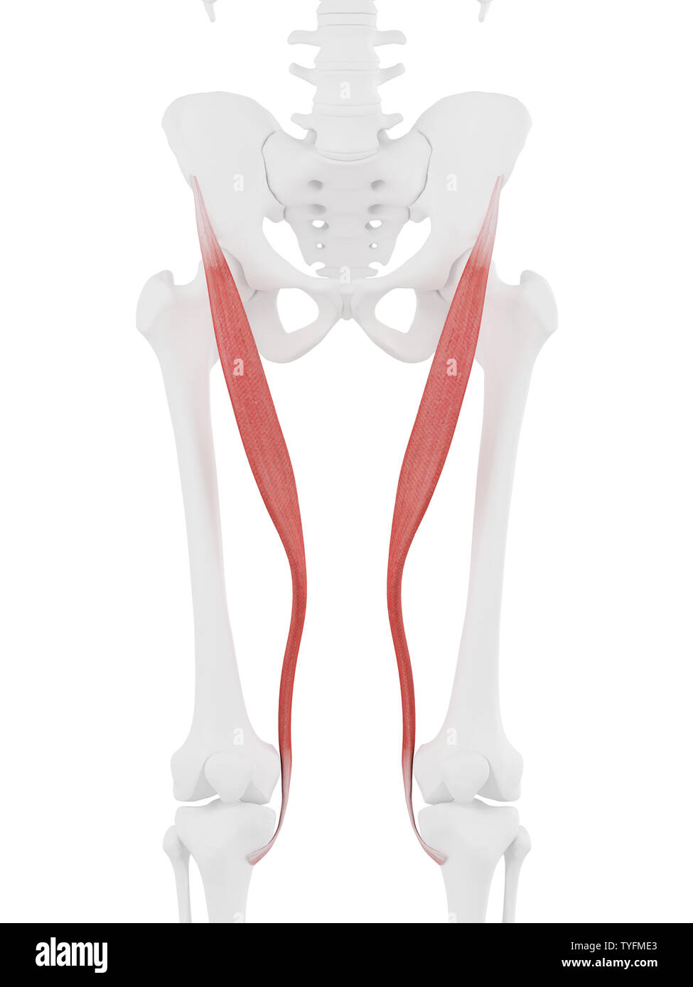 3d rendered medically accurate illustration of the Sartorius Stock ...