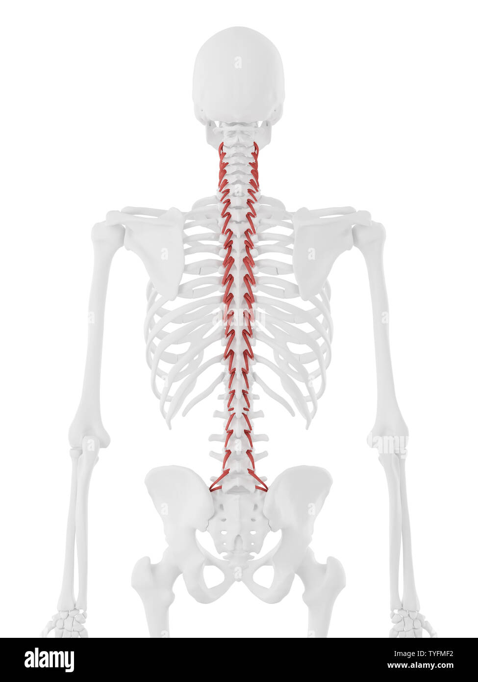 Rotatores muscle hi-res stock photography and images - Alamy