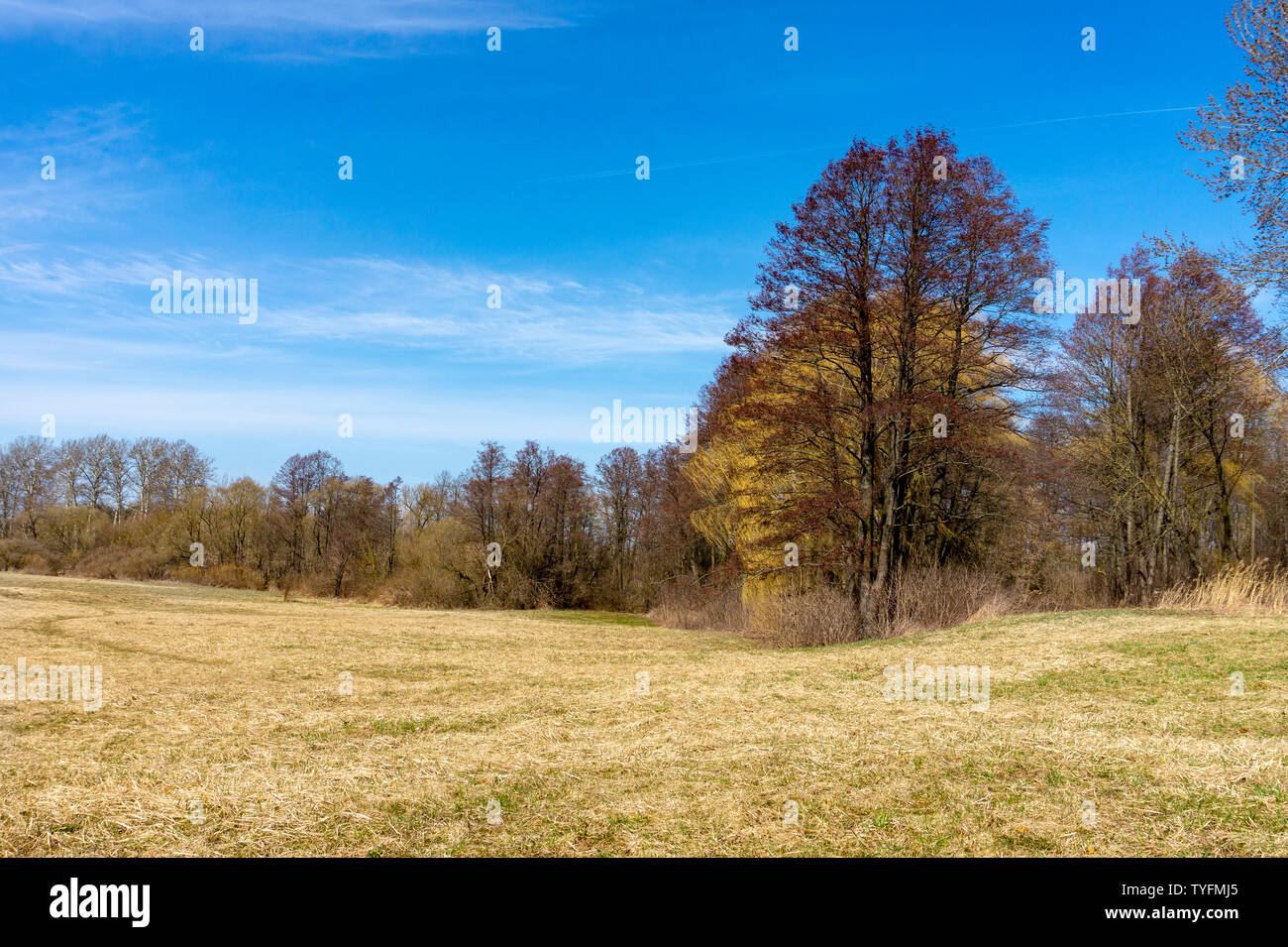 Scenic rural landscape of an open grassy country field with bare trees in autumn or winter under ...