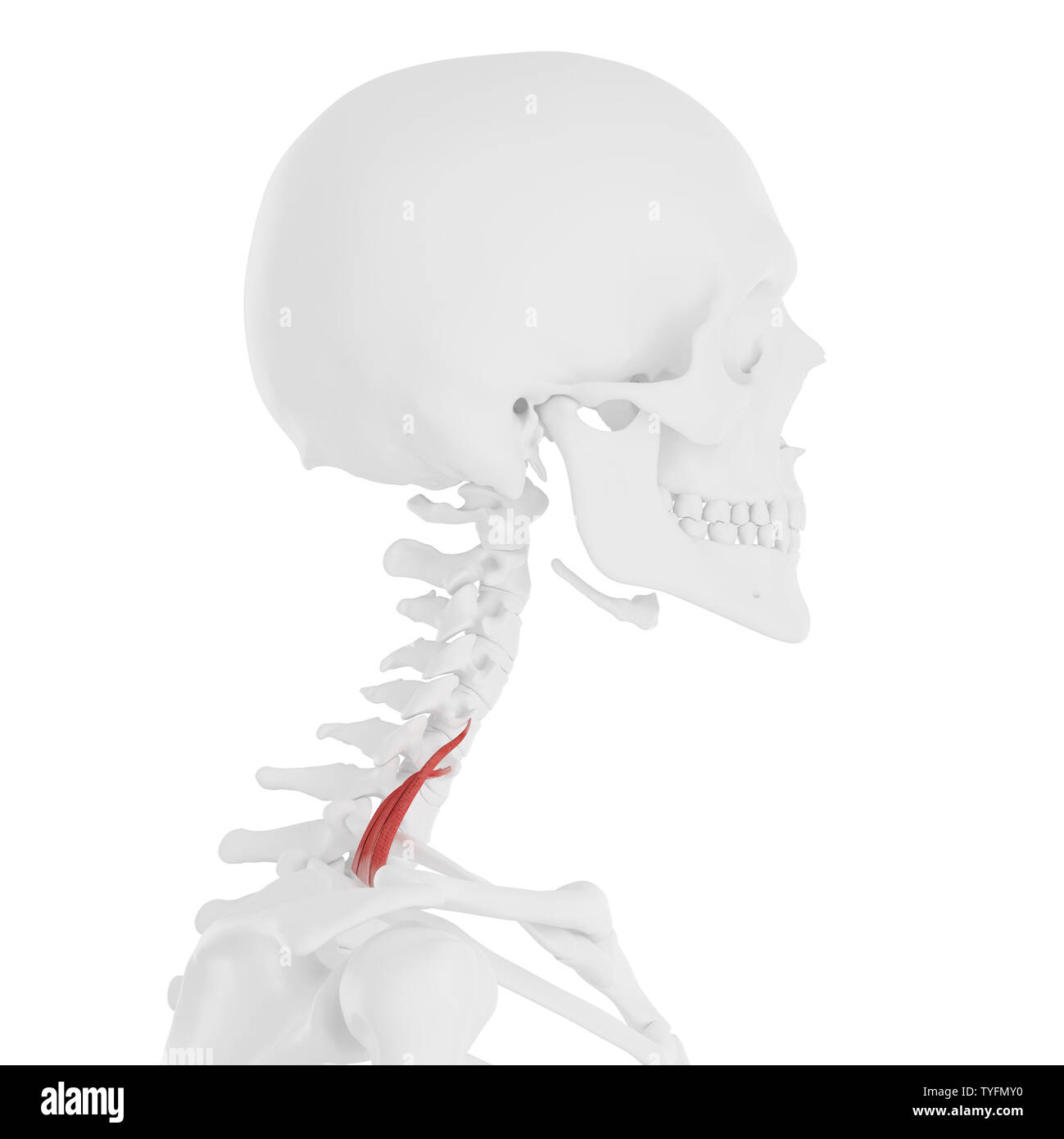Posterior scalene Cut Out Stock Images & Pictures - Alamy