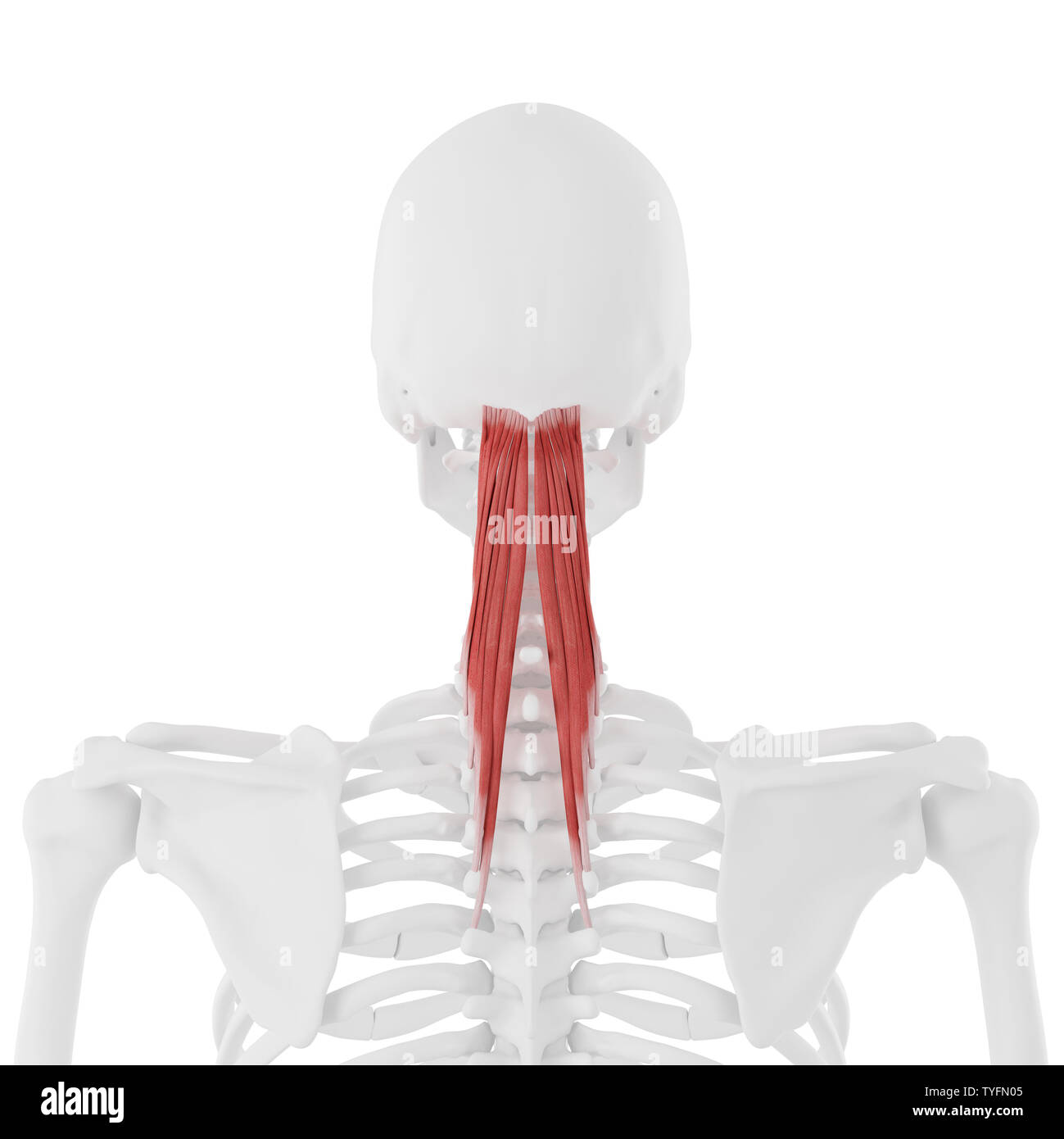 Semispinalis hi-res stock photography and images - Alamy