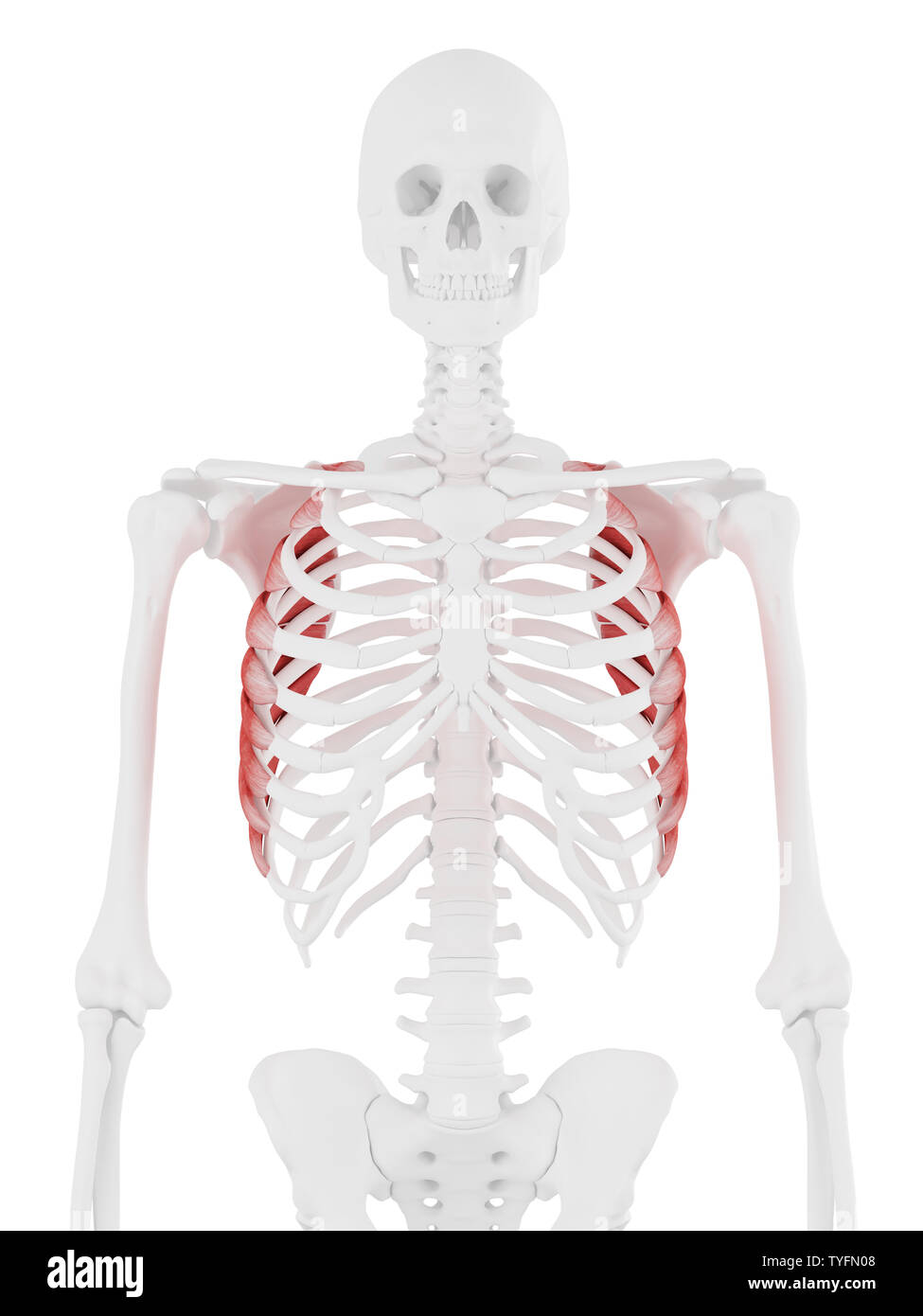 3d rendered medically accurate illustration of the Serratus Anterior ...