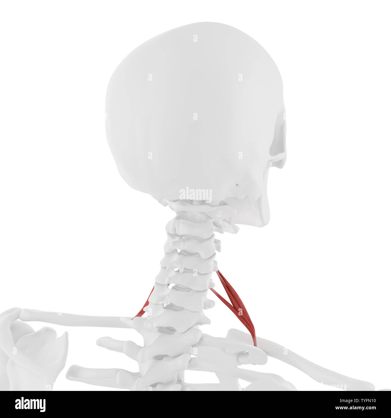 3d rendered medically accurate illustration of the Scalene Anterior ...