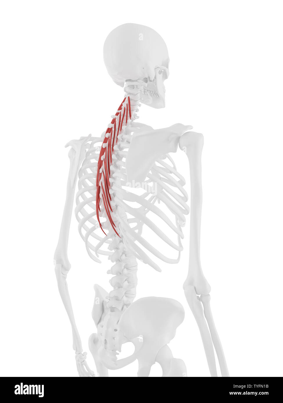 3d rendered medically accurate illustration of the Semispinalis ...