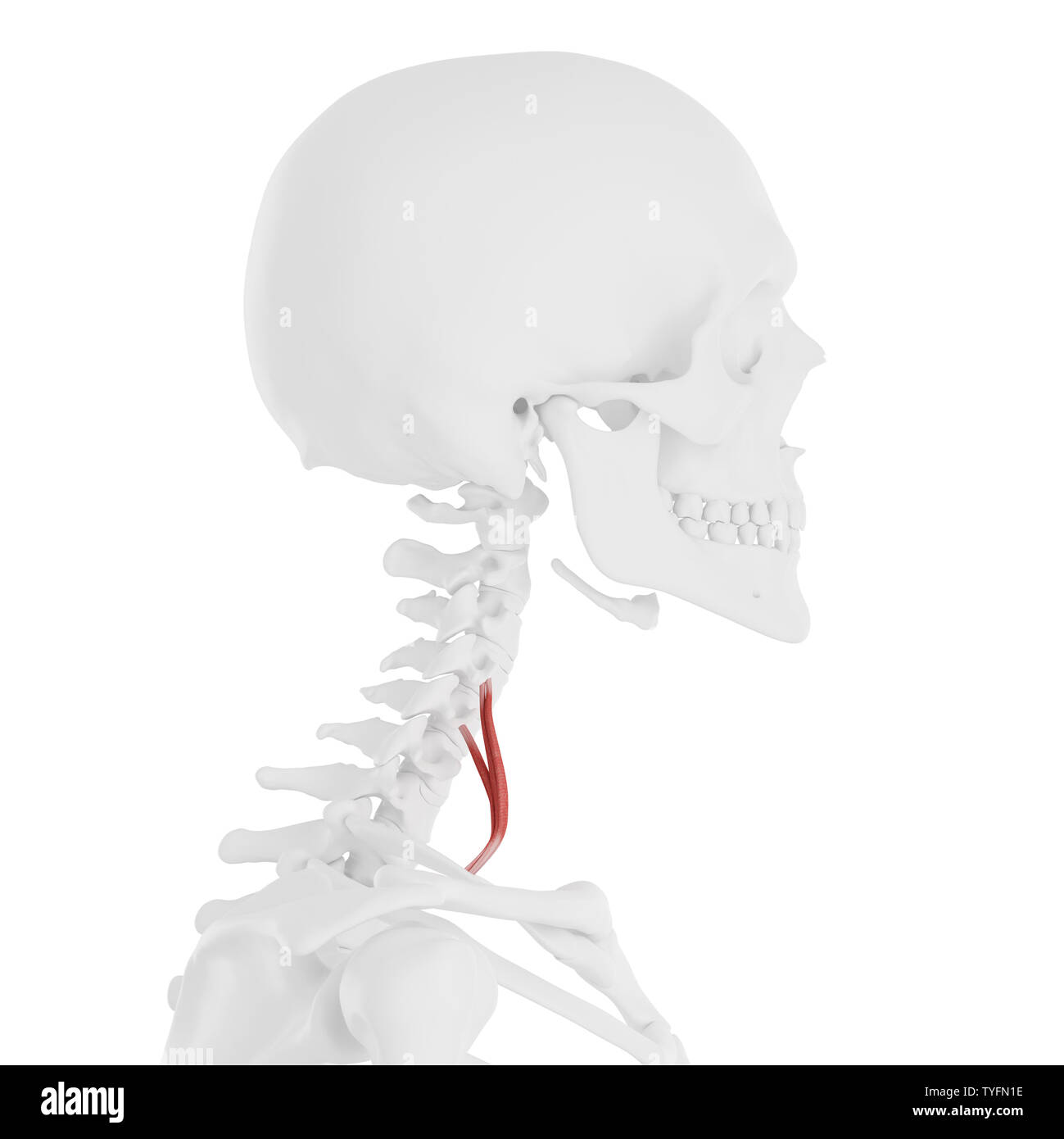 Scalene anterior Cut Out Stock Images & Pictures - Alamy