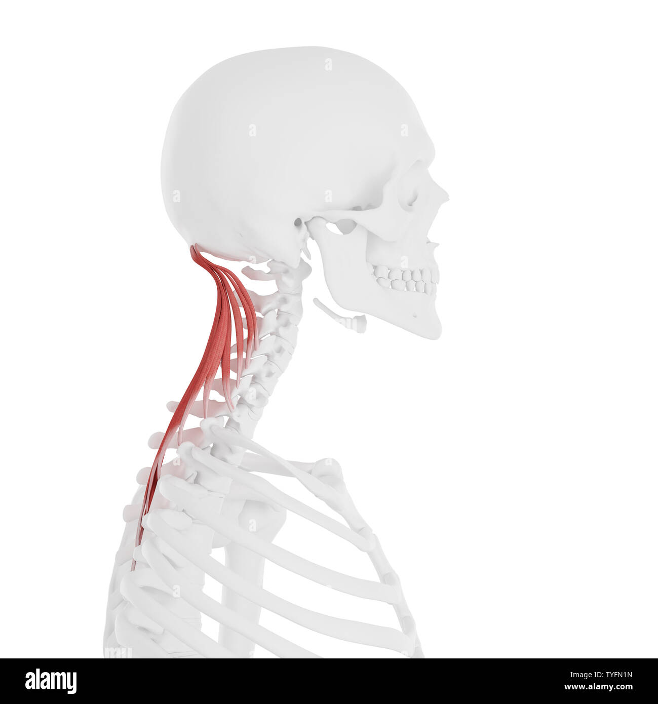 3d rendered medically accurate illustration of the Semispinalis Capitis ...