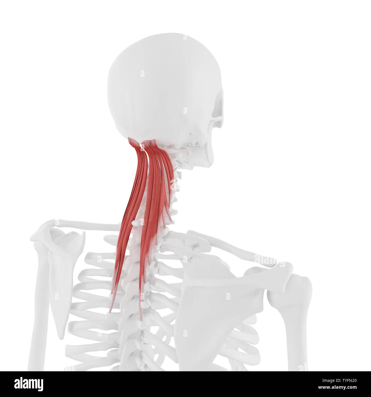 Muscle semispinalis capitis hi-res stock photography and images - Alamy