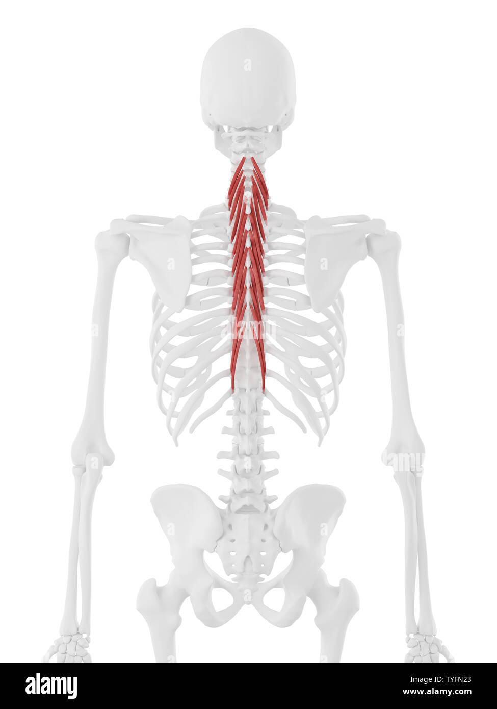 3d rendered medically accurate illustration of the Semispinalis ...