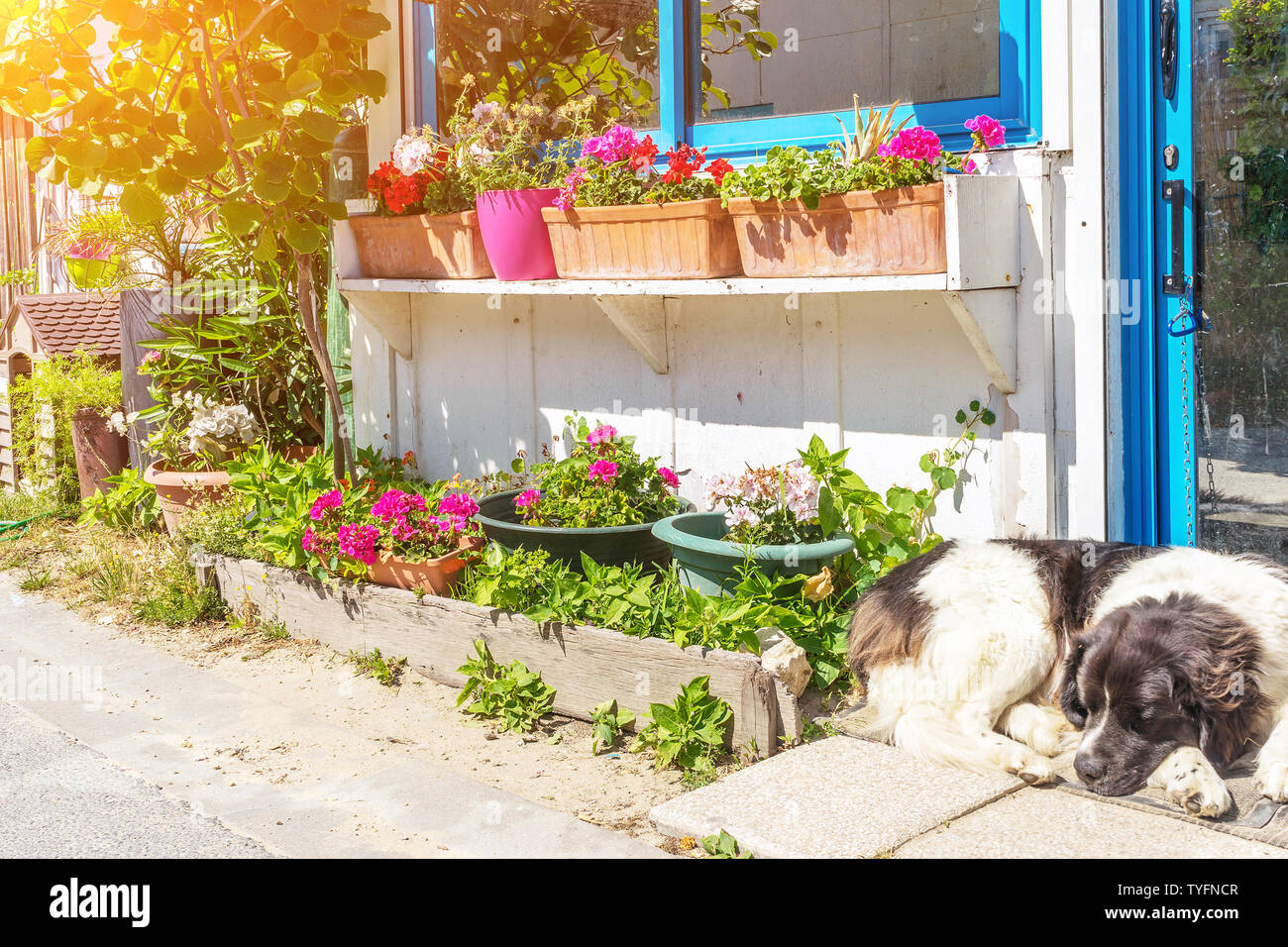 Cornwall lane flowers tunnel hi-res stock photography and images - Alamy