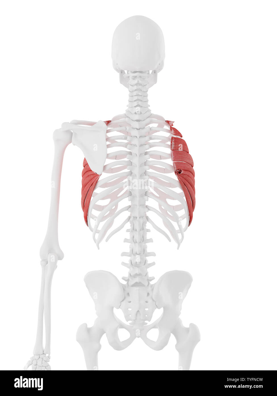 Serratus anterior muscle Cut Out Stock Images & Pictures - Alamy