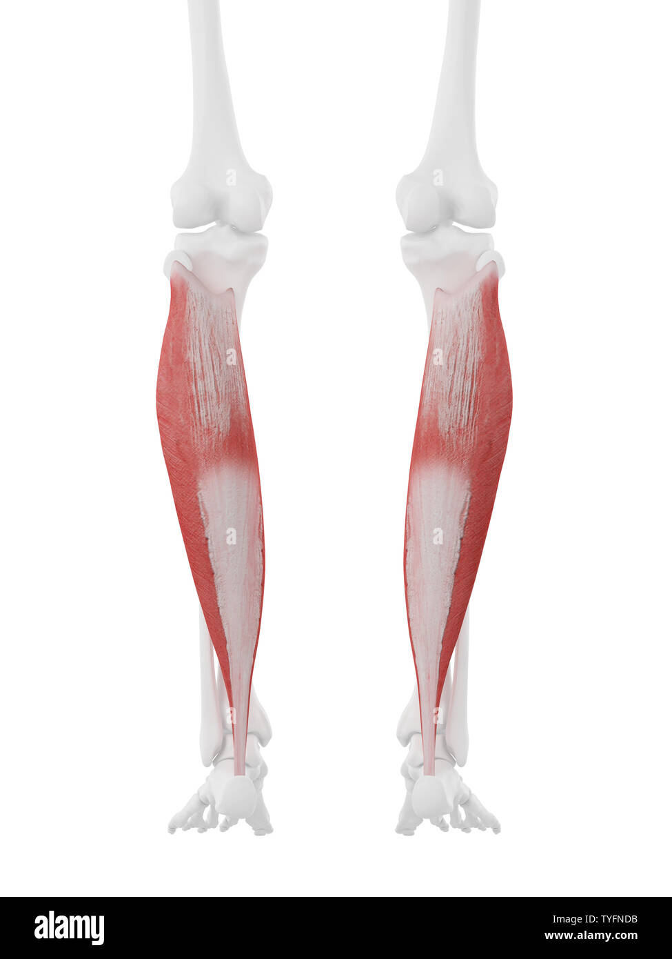 Soleus Cut Out Stock Images & Pictures - Alamy