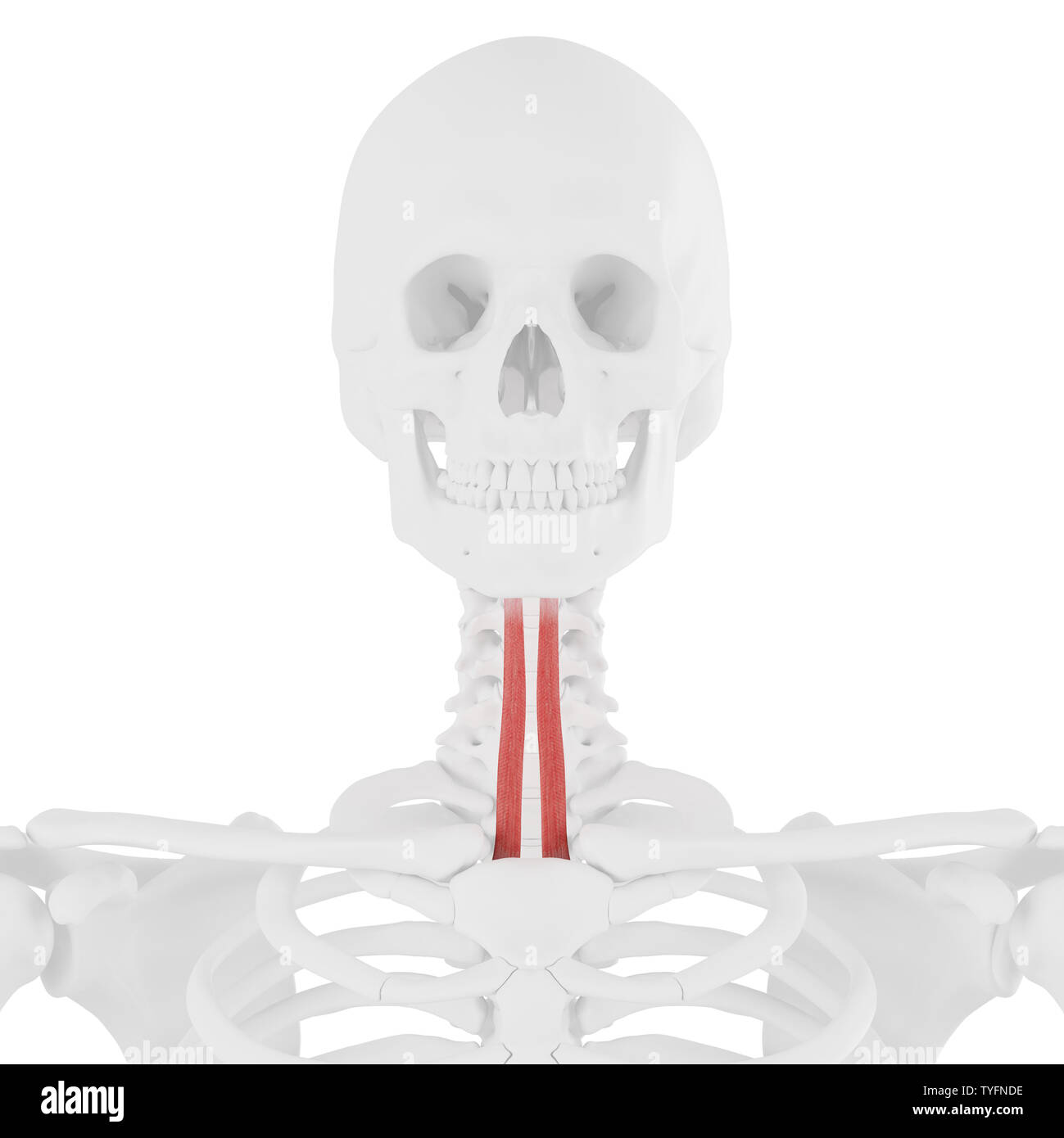 3d rendered medically accurate illustration of the Sternohyoid Stock ...