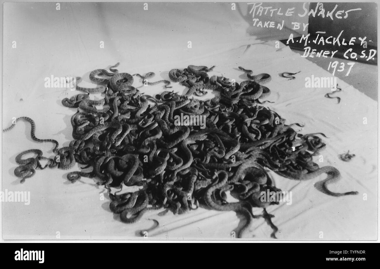 Pile of rattlesnakes; Scope and content: A huge collection of the ...