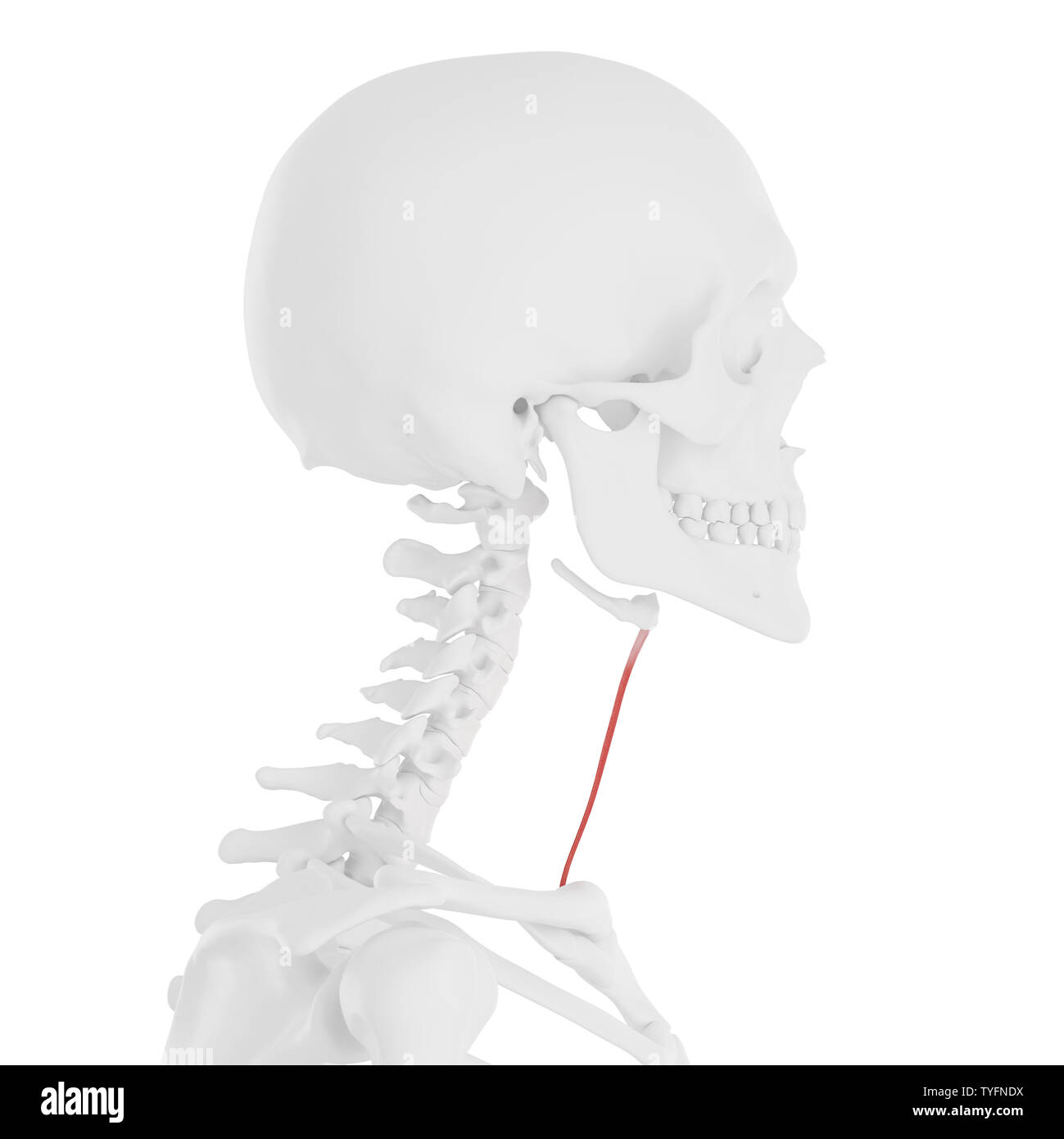 Sternohyoid Cut Out Stock Images & Pictures - Alamy