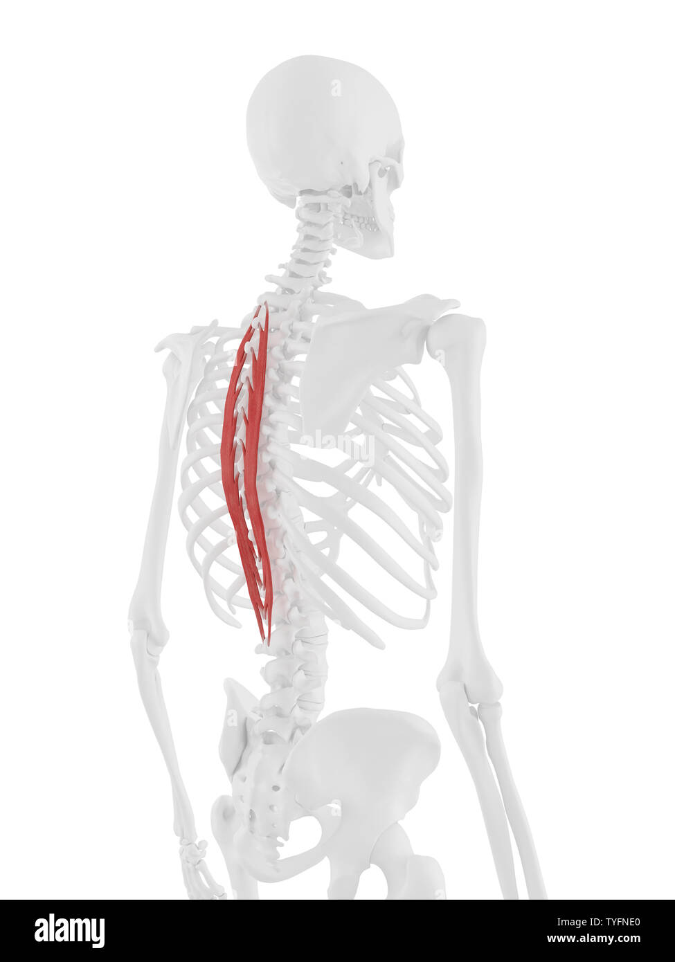 Spinalis thoracis muscle hi-res stock photography and images - Alamy