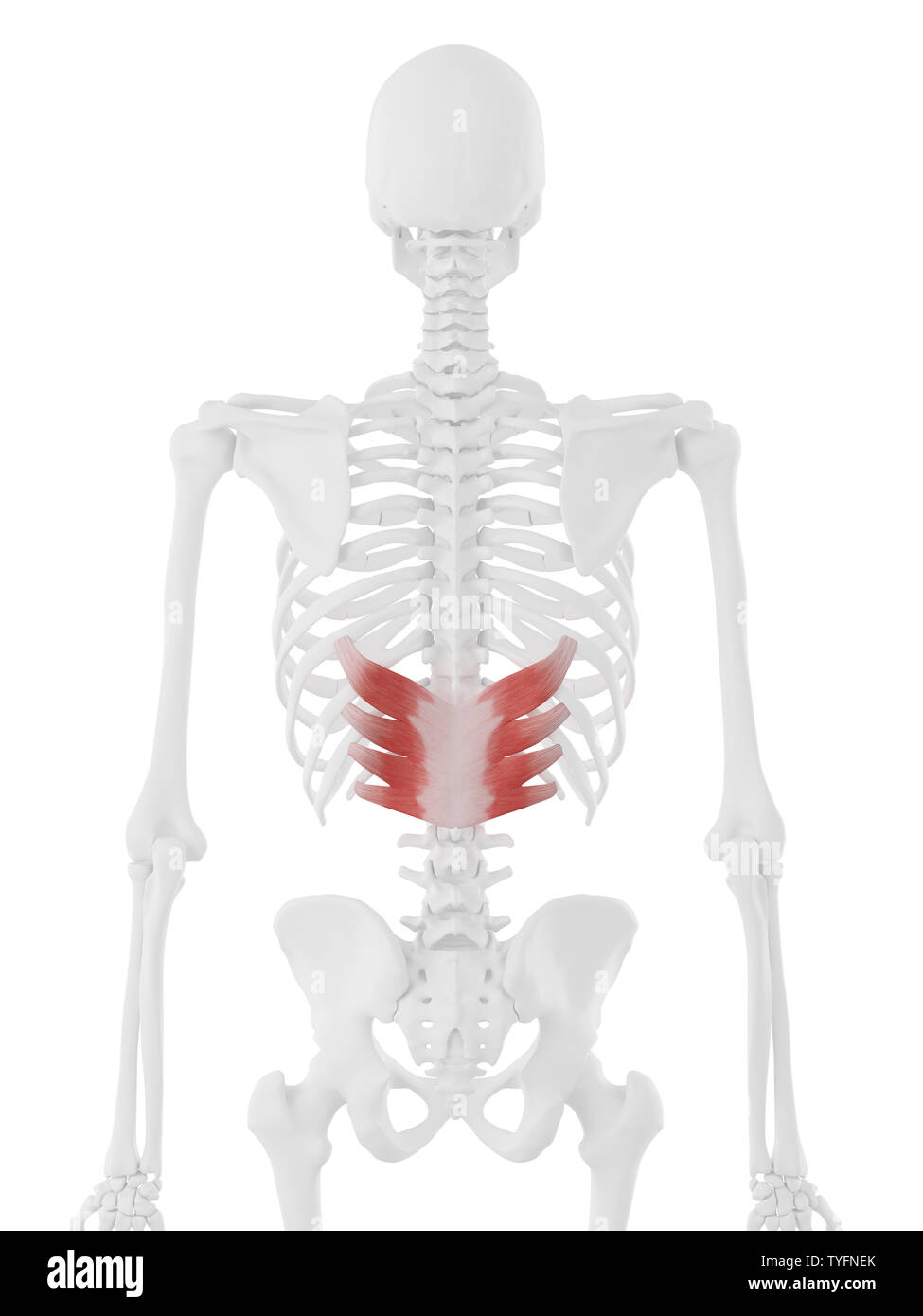 Serratus posterior inferior muscle hi-res stock photography and images ...