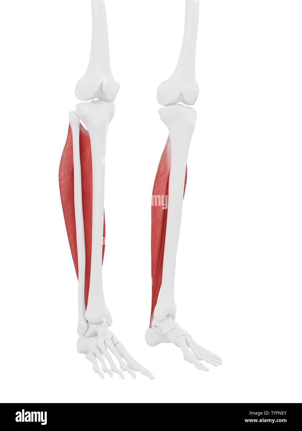 3d rendered medically accurate illustration of the Soleus Stock Photo ...