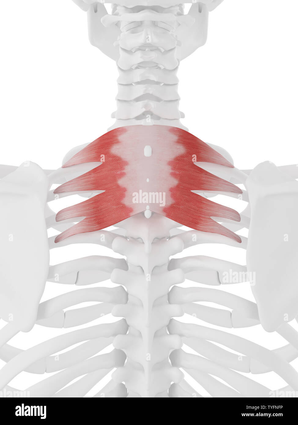 3d rendered medically accurate illustration of the Serratus Posterior ...