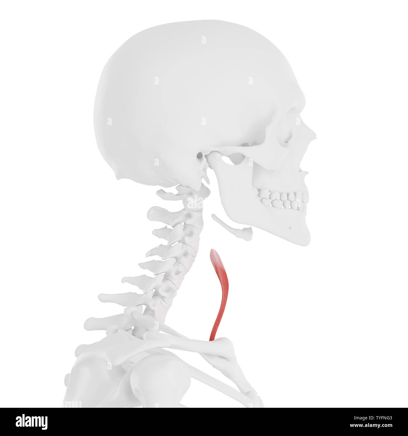 3d rendered medically accurate illustration of the Sternothyroid Stock ...