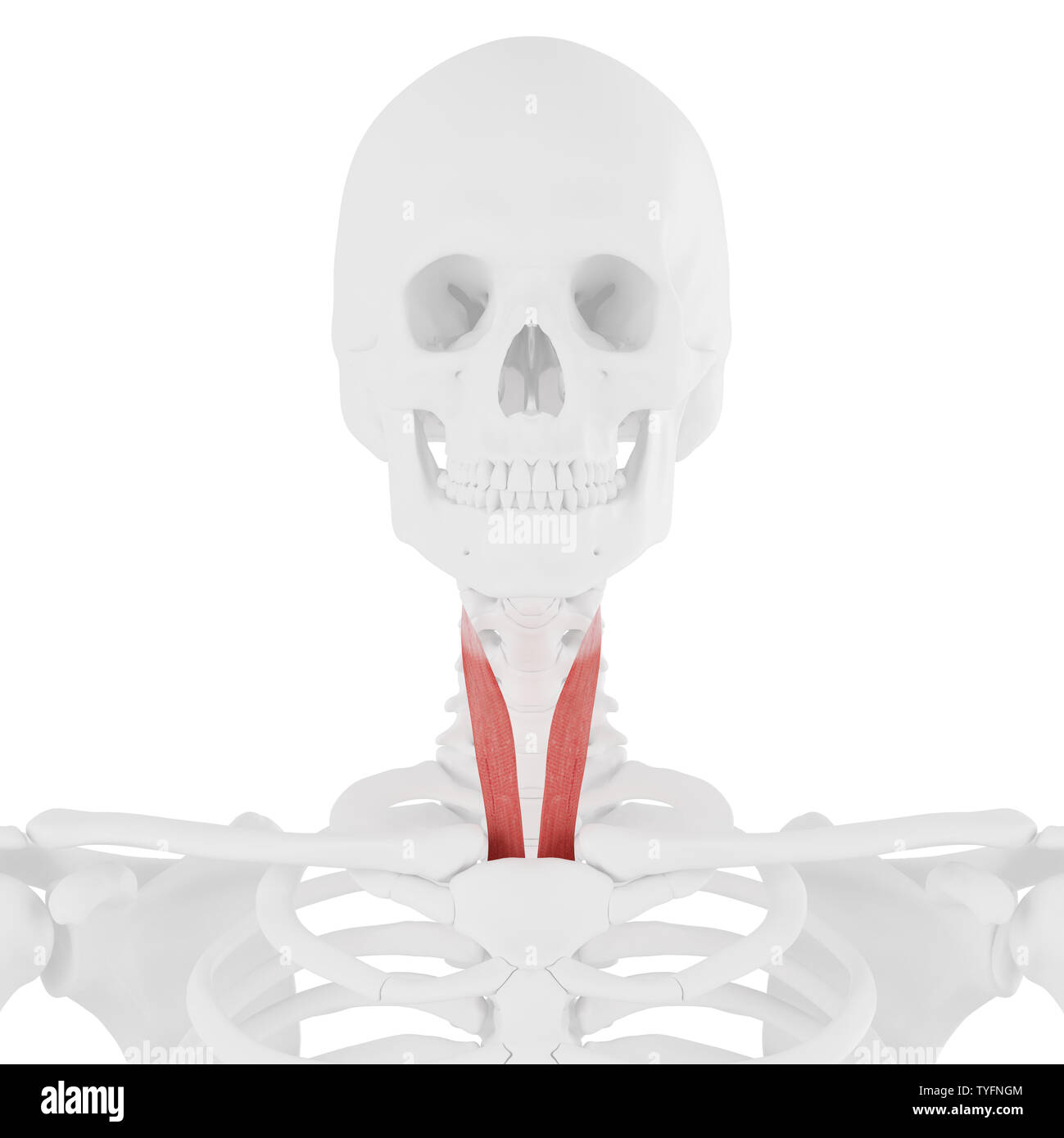 3d rendered medically accurate illustration of the Sternothyroid Stock ...