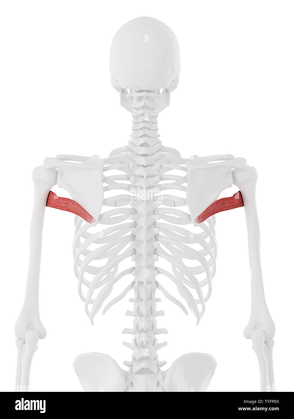 Teres major muscle hi-res stock photography and images - Alamy