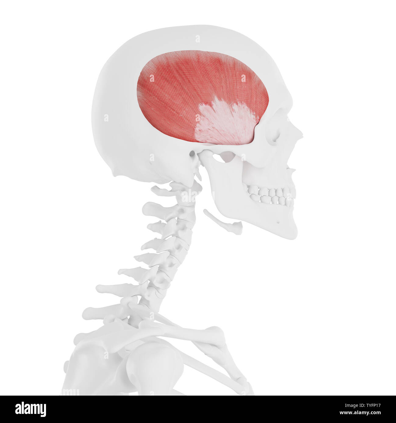 3d rendered medically accurate illustration of the Temporalis Stock ...