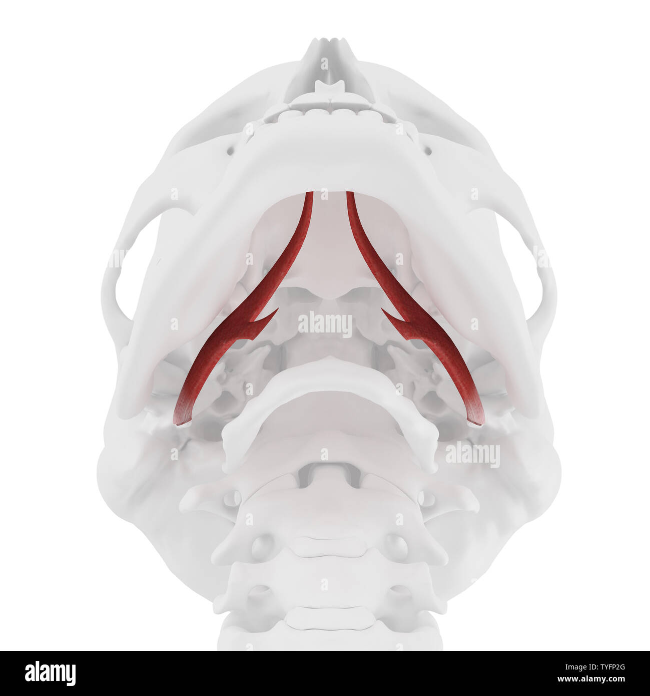 3d rendered medically accurate illustration of the Styloglossus Stock ...