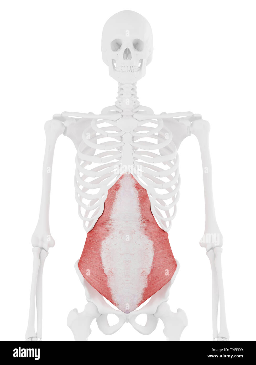 Transversus abdominis hi-res stock photography and images - Alamy