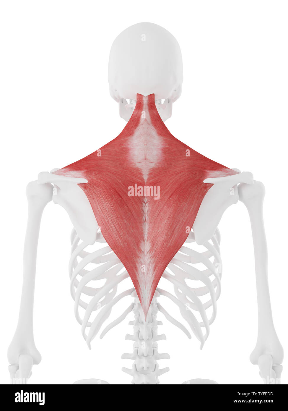 3d rendered medically accurate illustration of the Trapezius Stock ...