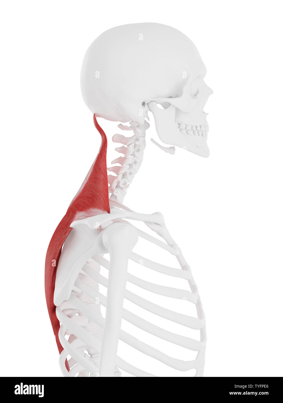 3d rendered medically accurate illustration of the Trapezius Stock ...