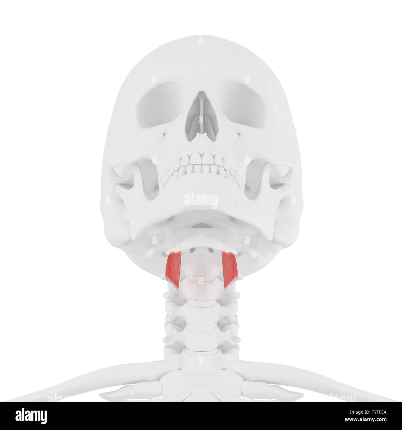3d rendered medically accurate illustration of the Thyrohyoid Stock ...