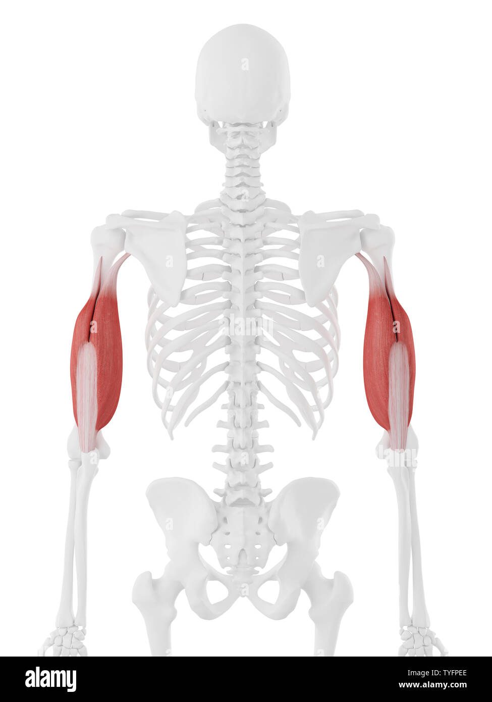 3d rendered medically accurate illustration of the Triceps Stock Photo ...