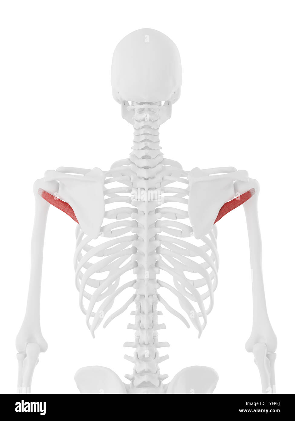 3d rendered medically accurate illustration of the Teres Minor Stock ...