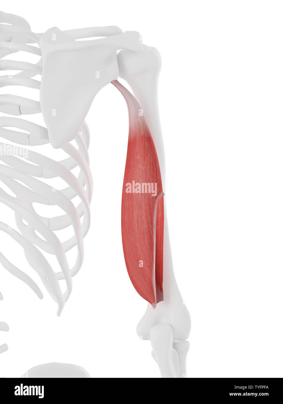 3d rendered medically accurate illustration of the Triceps Long Head ...