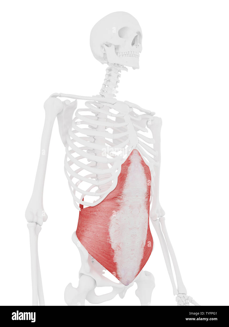 Transversus abdominis muscle hi-res stock photography and images - Alamy