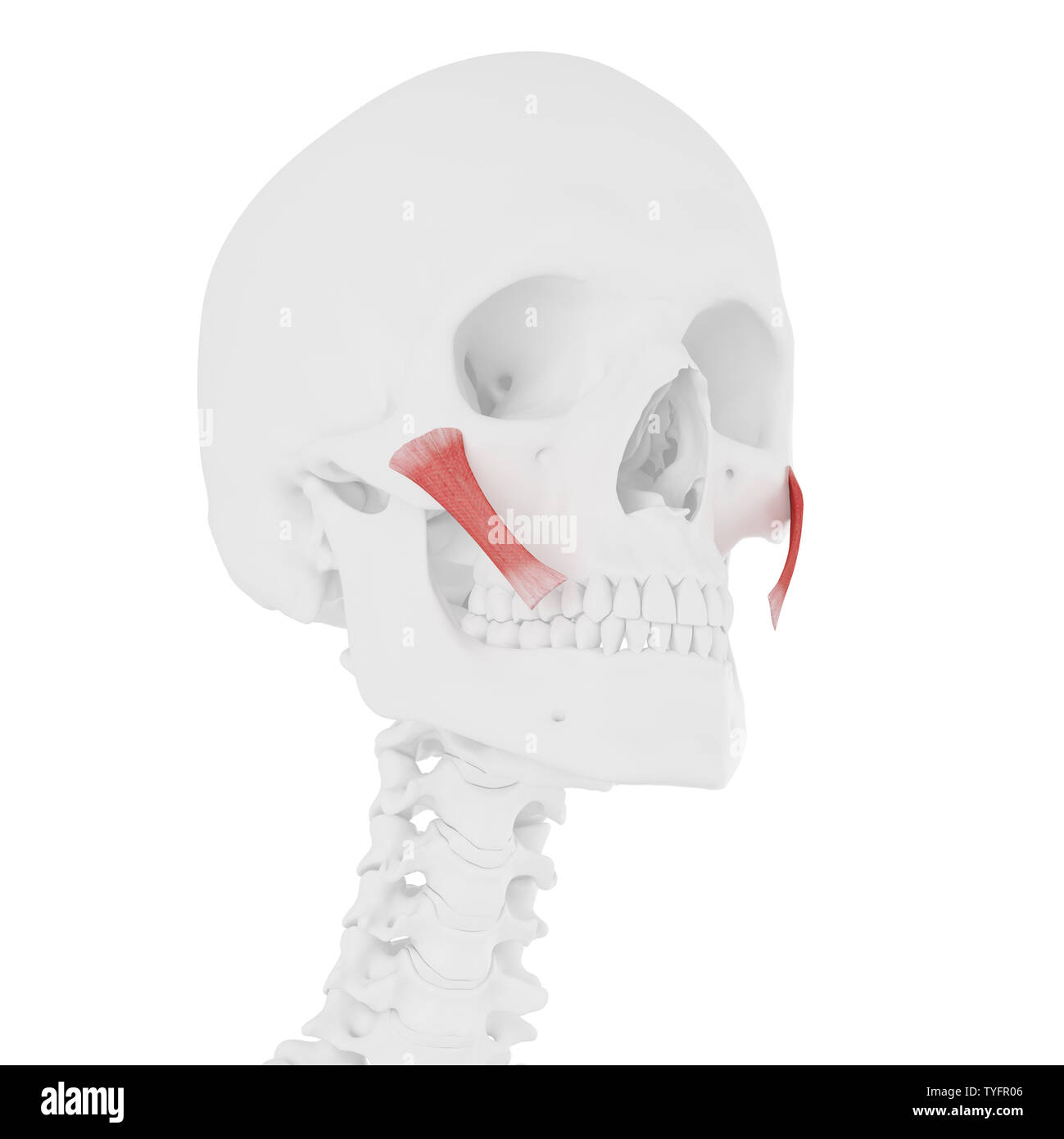 3d rendered medically accurate illustration of the Zygomaticus Major ...