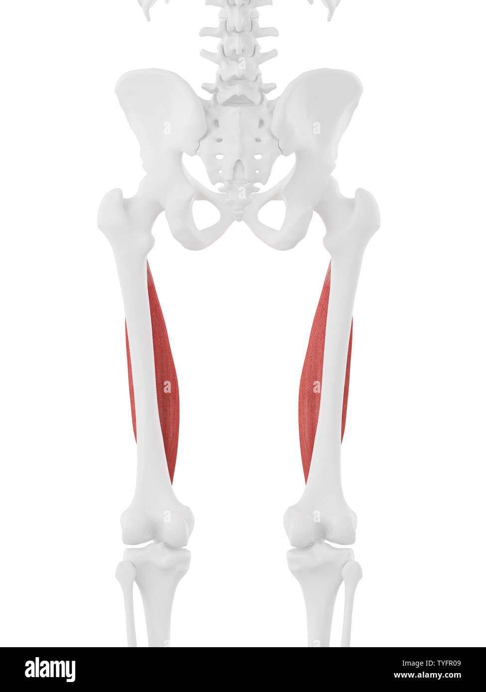 Vastus Intermedius Muscle High Resolution Stock Photography and Images ...