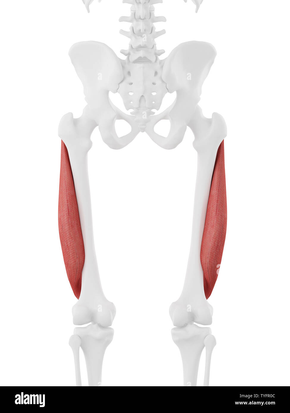 3d rendered medically accurate illustration of the Vastus Lateralis ...