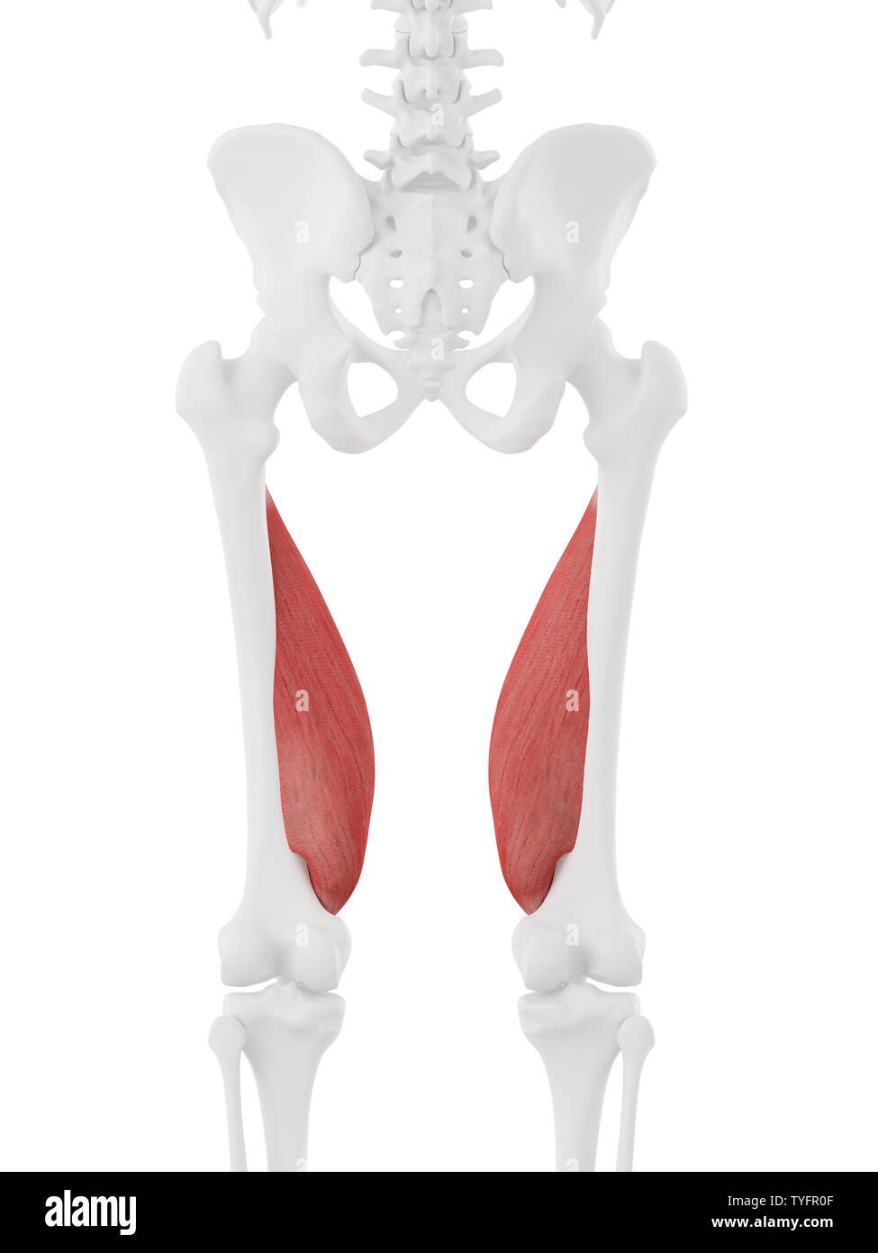 Origin of vastus hi-res stock photography and images - Alamy