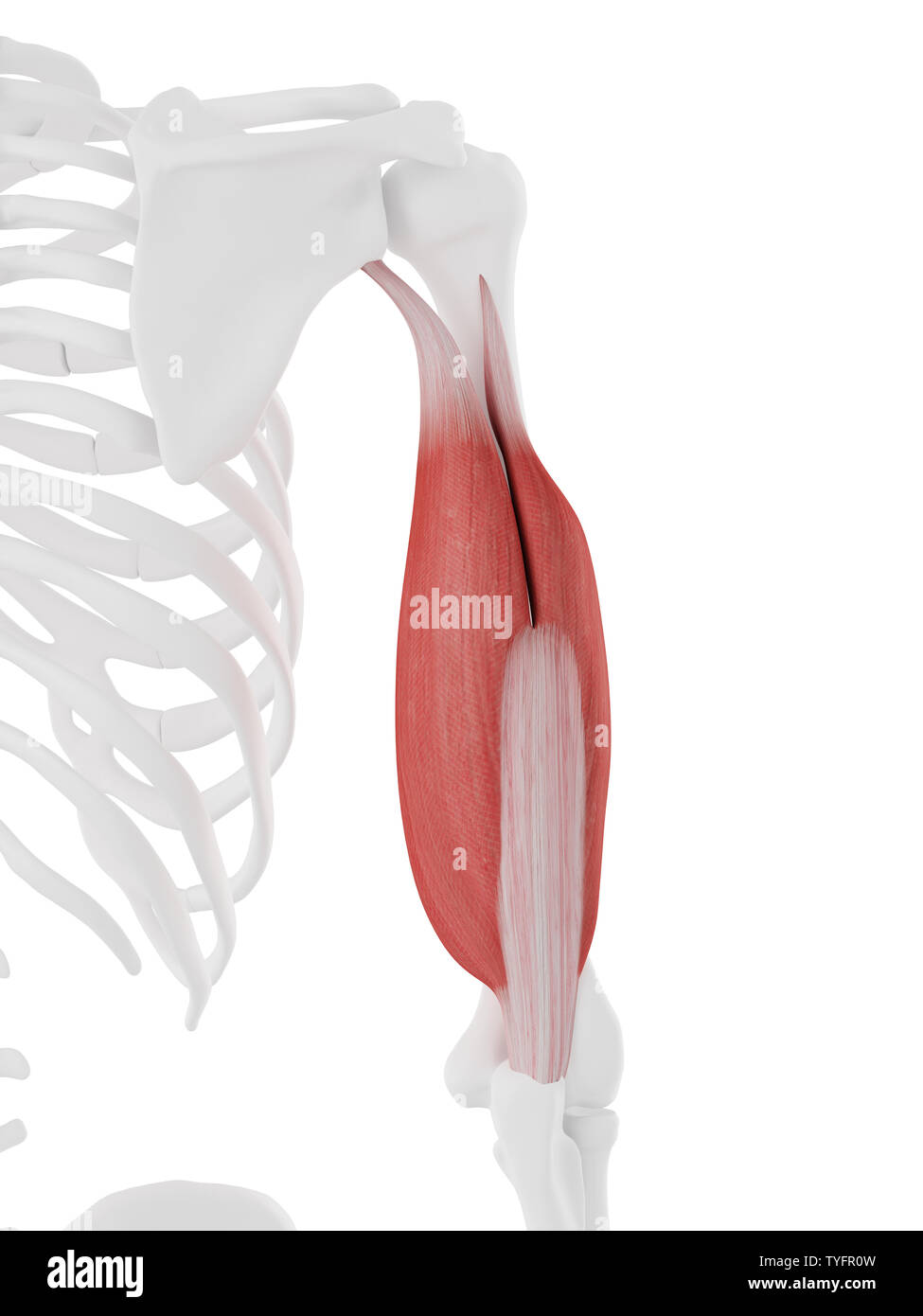 3d rendered medically accurate illustration of the Triceps Stock Photo ...