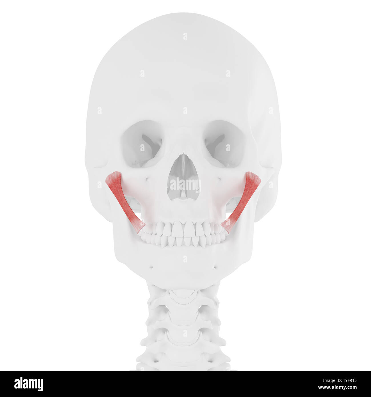 3d rendered medically accurate illustration of the Zygomaticus Major ...