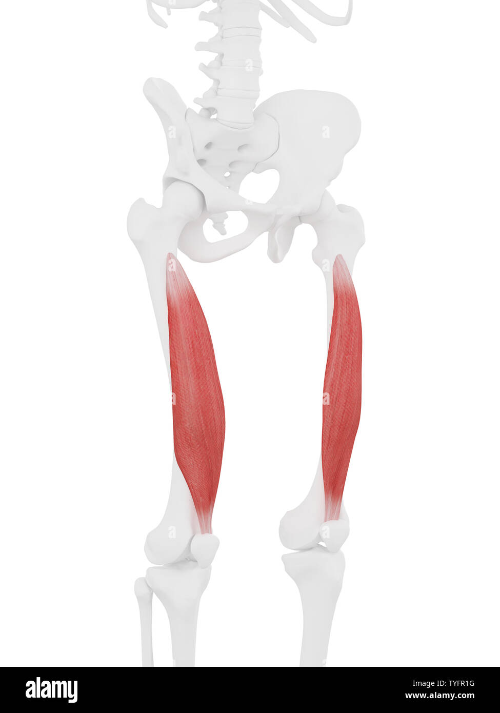 Vastus intermedius muscle hi-res stock photography and images - Alamy