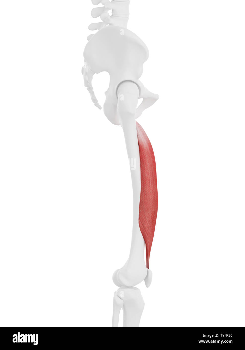 3d rendered medically accurate illustration of the Vastus Intermedius ...