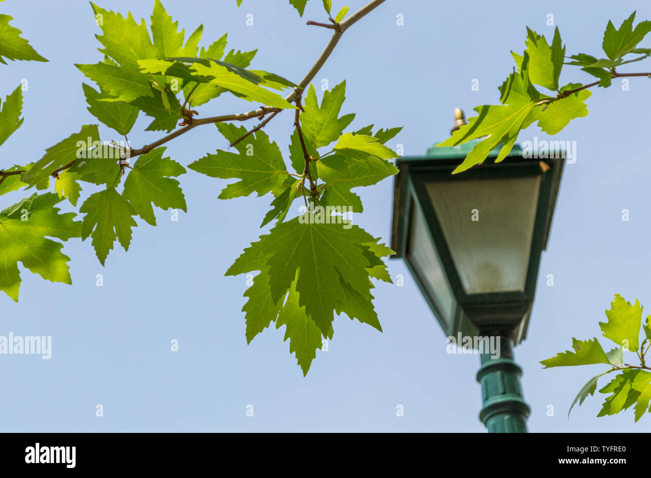Planetree leaves (Platanus Orientalis) and blurry street lamp over blue ...