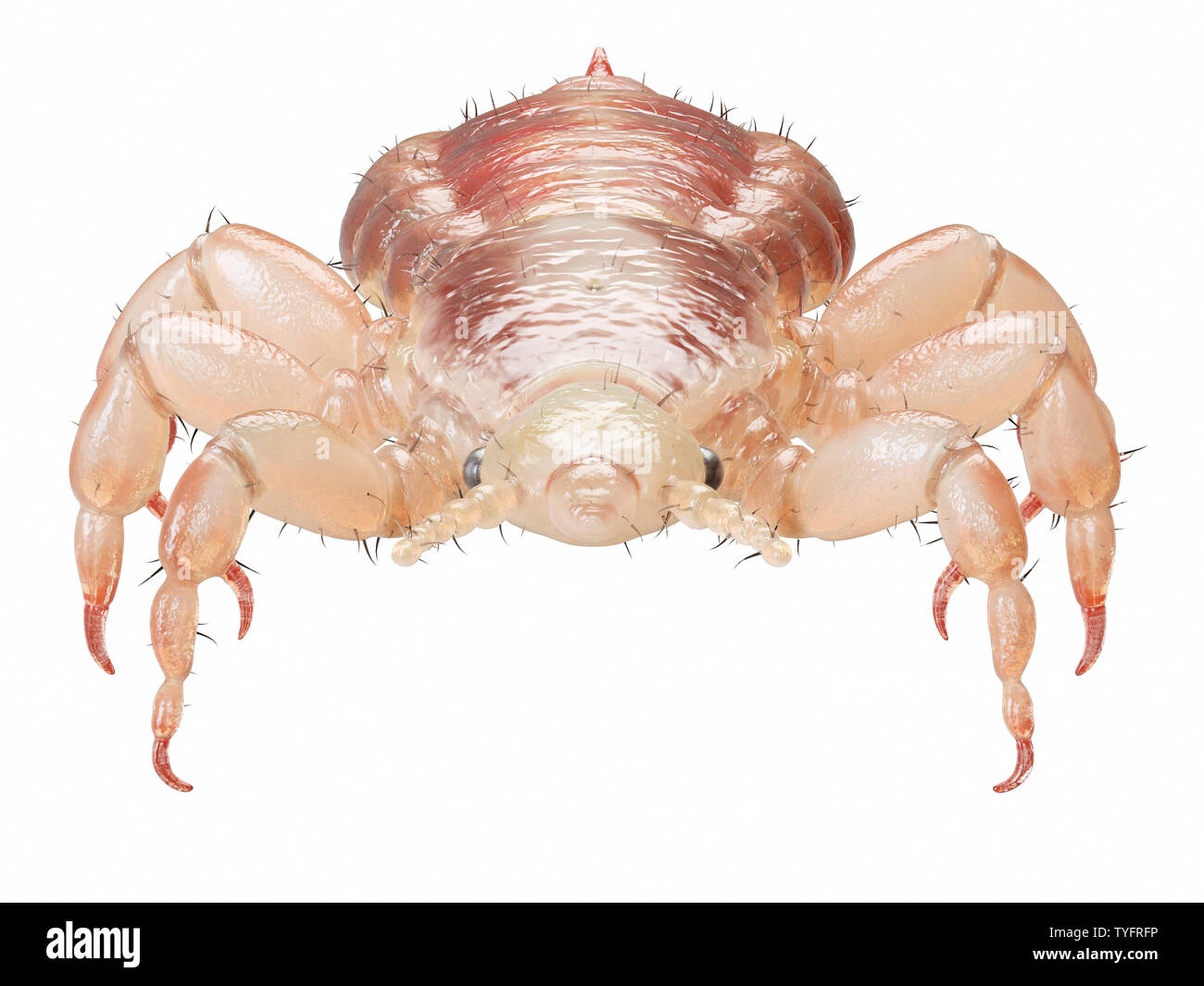 3d rendered illustration of a head louse Stock Photo - Alamy